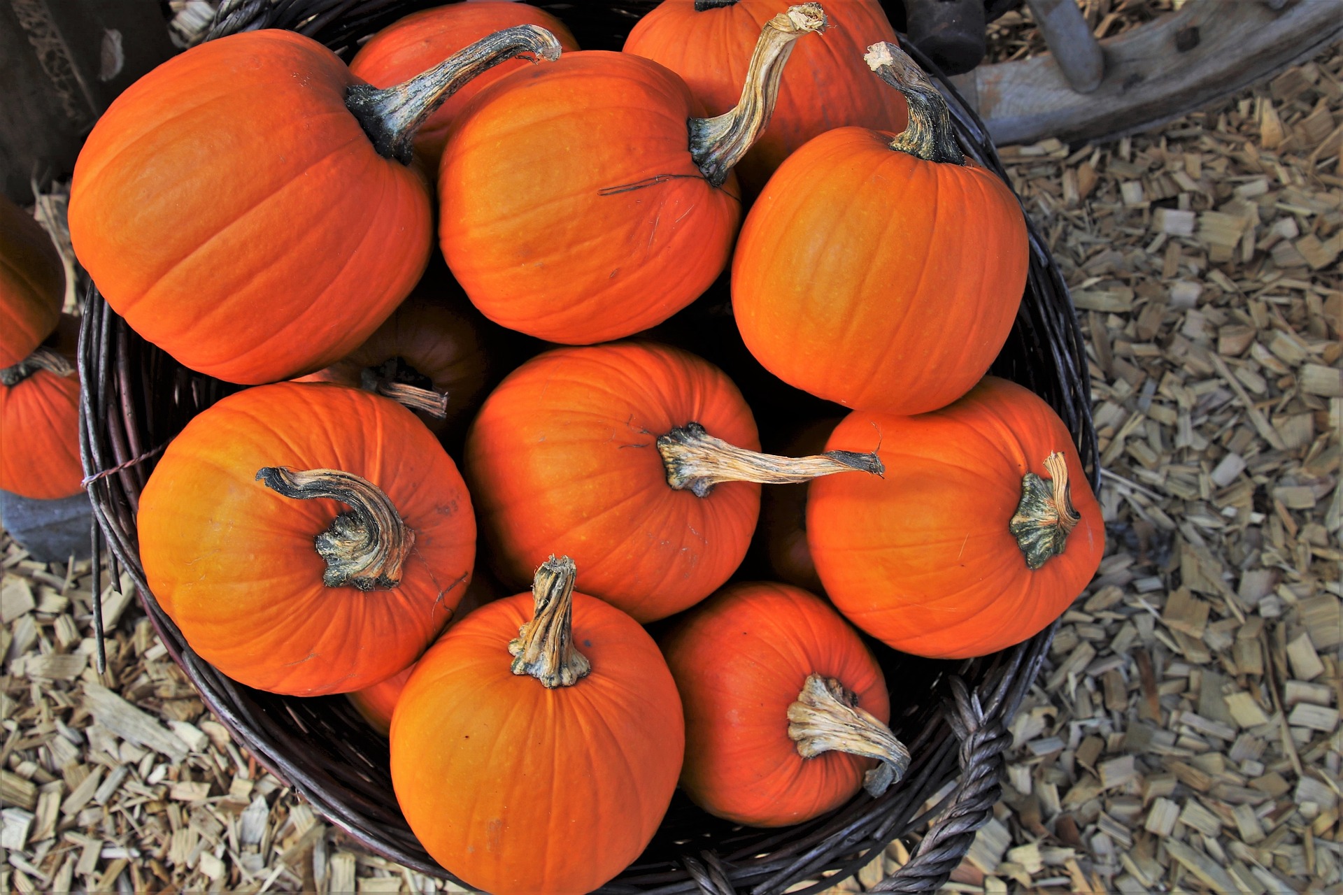 Hallowe-en waste: Pumpkins heading "straight to Britain's bins"